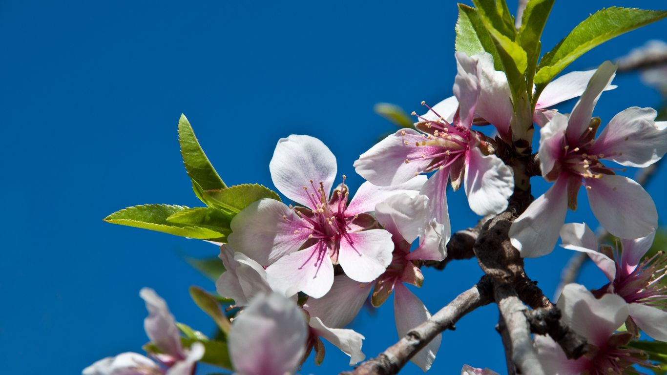 Benefits of Almond Oil For Skin - parkwoodskinclinic.com